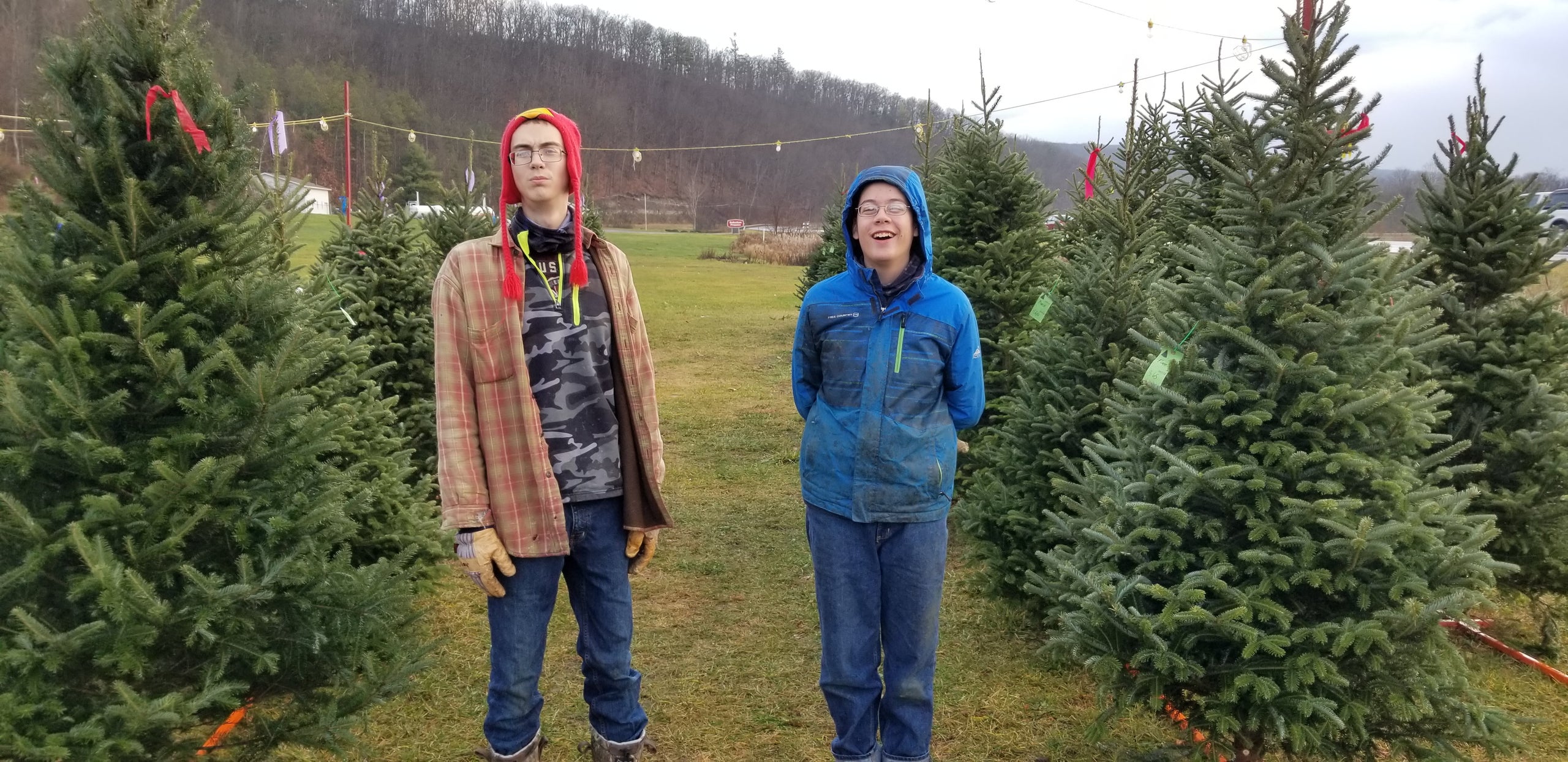 Christmas Trees | Towner Tree Farms, LLC